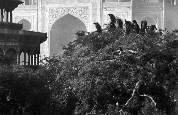 TAJ MAHAL – Raghu Rai Foundation