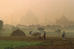TAJ MAHAL – Raghu Rai Foundation