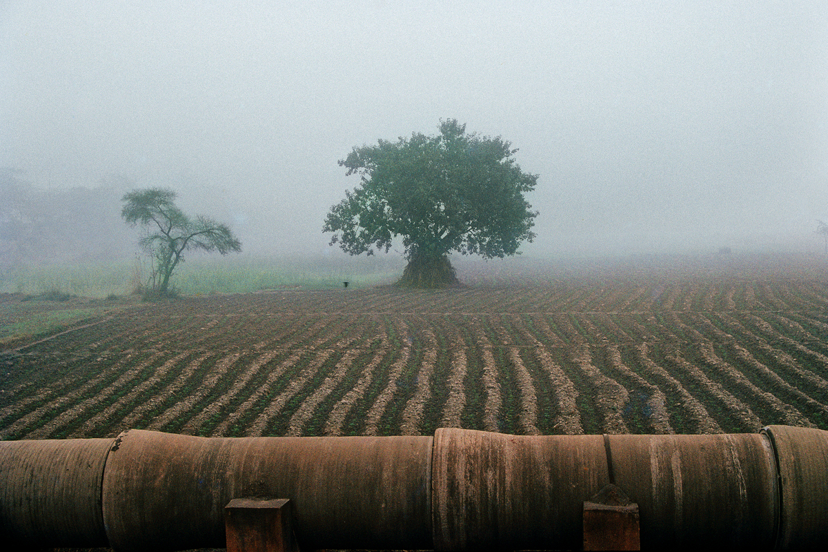 TREES COLOR – Raghu Rai Foundation