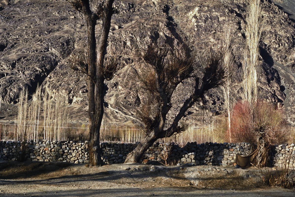 TREES COLOR – Raghu Rai Foundation