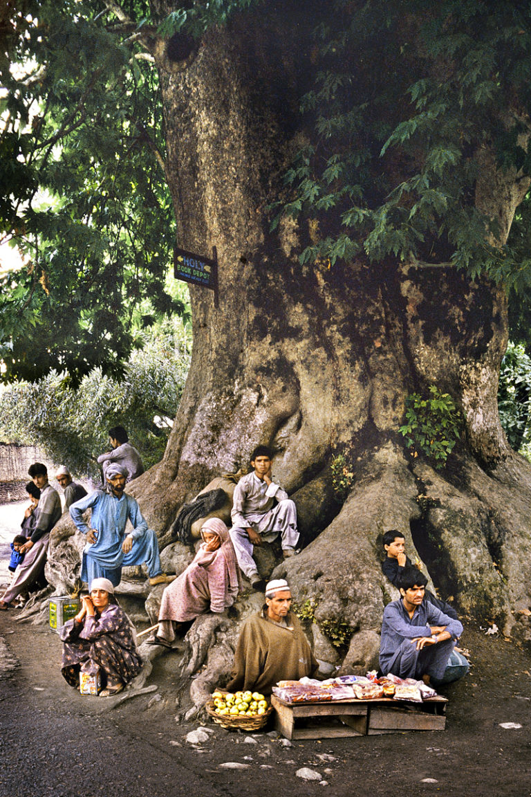 TREES COLOR – Raghu Rai Foundation