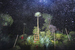 TREES COLOR – Raghu Rai Foundation